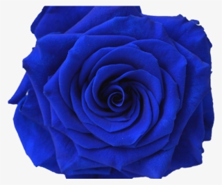 Blue Rose Clipart Navy Blue - Navy Blue Flower Png - Free Transparent ...