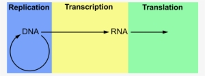 A Rectangle Divided Into Three Horizontal Regions, - Dna - Free ...