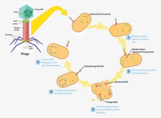 Bacteriophage V4 - Bacteriophage Transduction - Free Transparent PNG ...