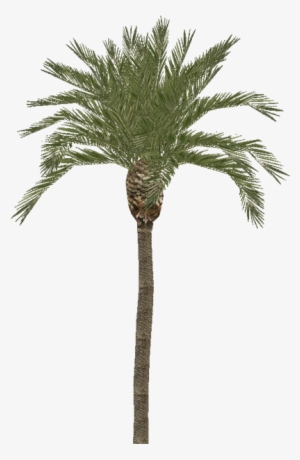 My Date Tree - Free Transparent PNG Download - PNGkey