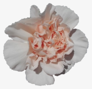 Lizzy - Carnation - Carnation - Free Transparent PNG Download - PNGkey