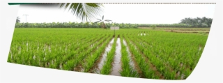 Paddy Field - Free Transparent PNG Download - PNGkey