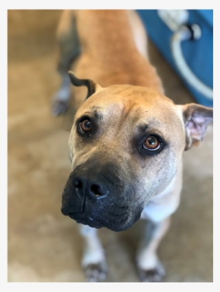 Photo Of Sharpie - Dog - Free Transparent PNG Download - PNGkey