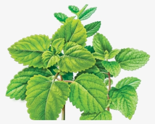 Mint Png File - Lemon Balm Png - Free Transparent PNG Download - PNGkey