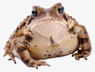Toad Front View - Cute Toad - Free Transparent PNG Download - PNGkey