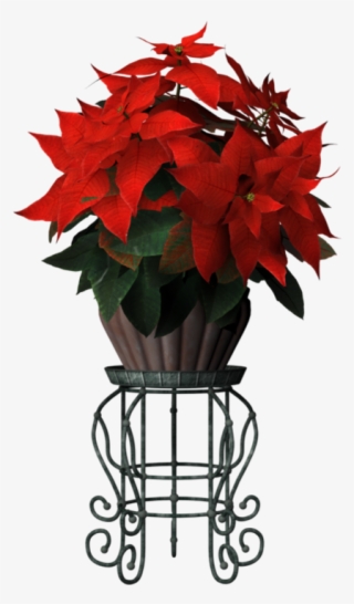 Flower Stand Png - Poinsettia - Free Transparent PNG Download - PNGkey