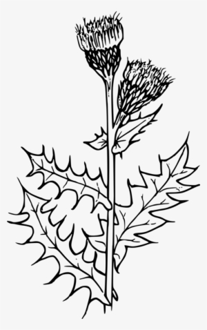Creeping Thistle Drawing Flower Milk Thistle - Scottish Thistle ...