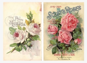 Advertisement For Roses - Free Transparent PNG Download - PNGkey