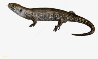 Lizard PNG, Transparent Lizard PNG Image Free Download - PNGkey