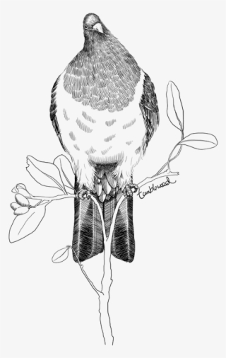 Kereru - Sketch - Free Transparent PNG Download - PNGkey