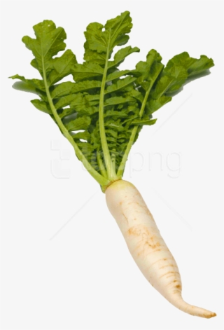 White Radish Png - Mula Vegetables - Free Transparent PNG Download - PNGkey