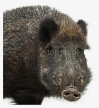 Dead Wild Boar - Free Transparent PNG Download - PNGkey