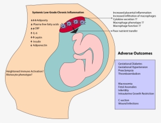 C) The Role Of The Placenta As A Conduit Of Inflammation - Diagram ...