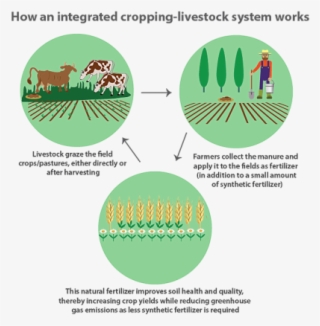Cyntegrity Infographic Fda Rbm Guidance - Diagram - Free Transparent ...