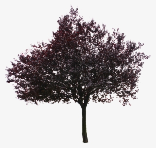 2d Tree PNG, Transparent 2d Tree PNG Image Free Download - PNGkey