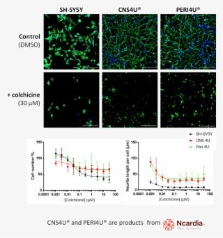 Example Of Colchicine - Diagram - Free Transparent PNG Download - PNGkey